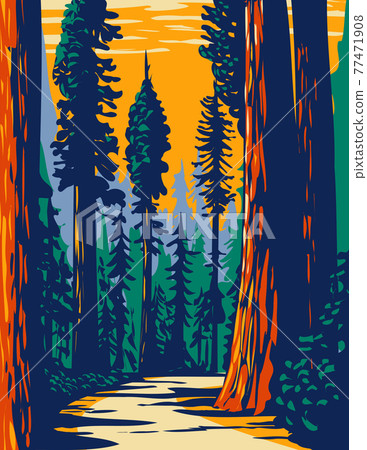 Simpson-Reed Grove of Coast Redwoods Located in... - Stock Illustration ...