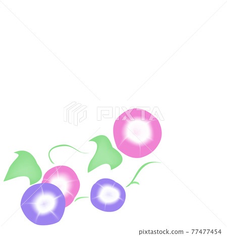 Purple Asagao and leaf illustration in the... - Stock Illustration ...