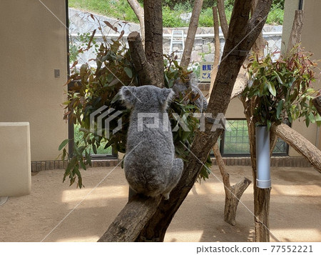 The back of the koala - Stock Photo [77552221] - PIXTA