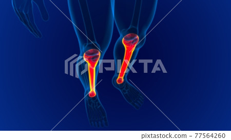 Human skeleton anatomy Tibia Bone 3D Rendering-插圖素材 [77564260] - PIXTA圖庫