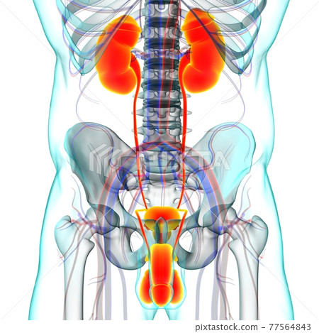Male Reproductive System Anatomy For Medical...-插圖素材 [77564843] - PIXTA圖庫