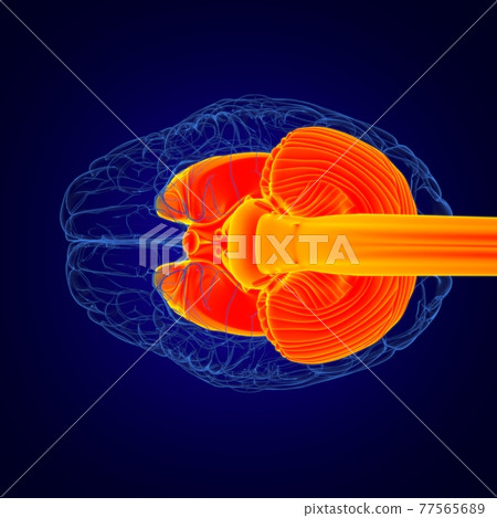Human Brain inner parts Anatomy For Medical... - Stock Illustration ...