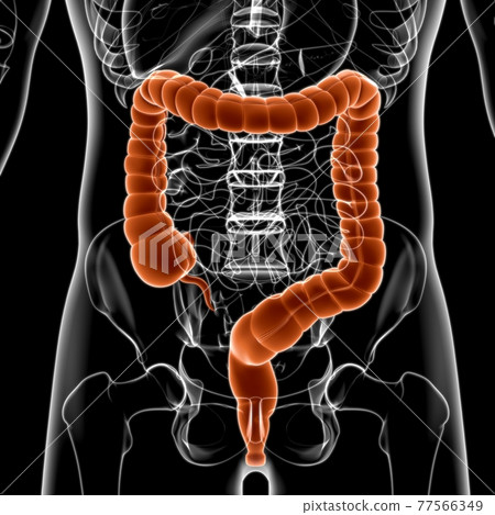Large Intestine 3D Illustration Human Digestive...-插圖素材 [77566349 ...