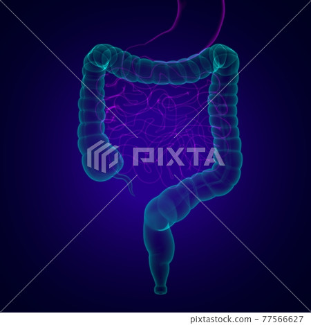 Large Intestine 3D Illustration Human Digestive... - Stock Illustration ...