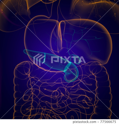 Gall Bladder Human Digestive System Anatomy 3D - Stock Illustration ...