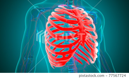 Human skeleton anatomy Rib Cage 3D Rendering - Stock Illustration ...