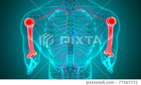 Human skeleton anatomy Humerus Bone 3D Rendering - Stock Illustration ...