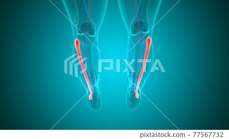Human skeleton anatomy Fibula Bone 3D Rendering - Stock Illustration ...
