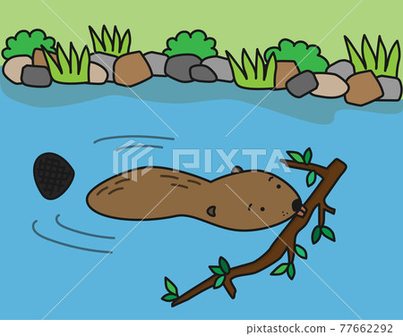 Beaver swimming and carrying tree branches - Stock Illustration ...