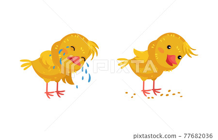 Cute Chicken Crying and Picking Grains Vector Set - Stock Illustration ...