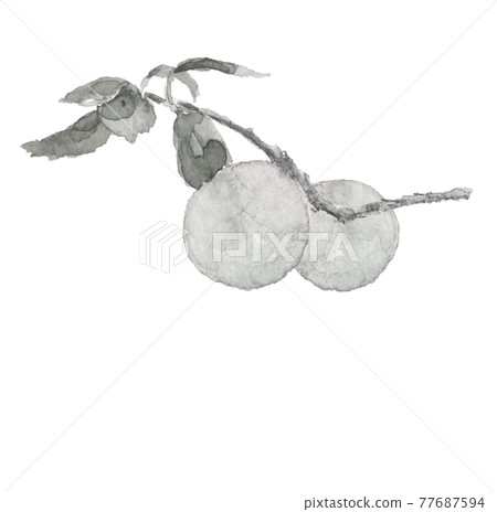 fruit, fruits, nanko-ume plum - Stock Illustration [77687594] - PIXTA