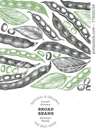 Hand drawn broad beans design template. Organic... - Stock Illustration ...