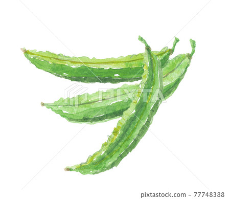 Square beans Winged bean - Stock Illustration [77748388] - PIXTA