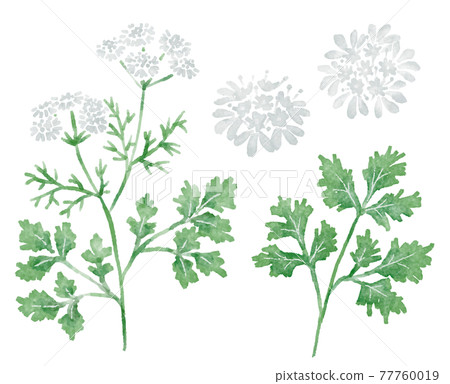 Watercolor illustration of herbs _ Pakuchi... - Stock Illustration ...