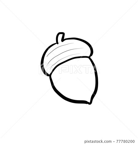 Real acorn line drawing - Stock Illustration [77780200] - PIXTA