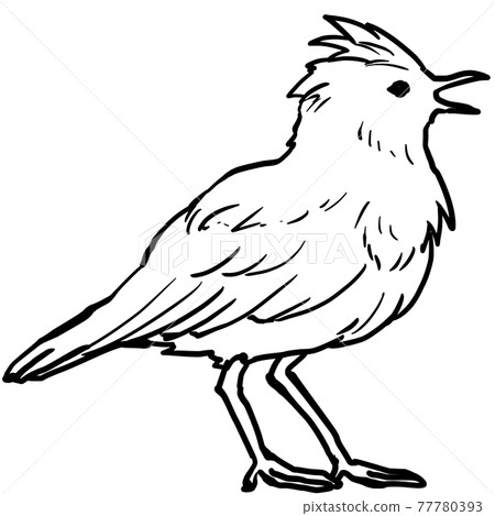 Real lark illustration - Stock Illustration [77780393] - PIXTA