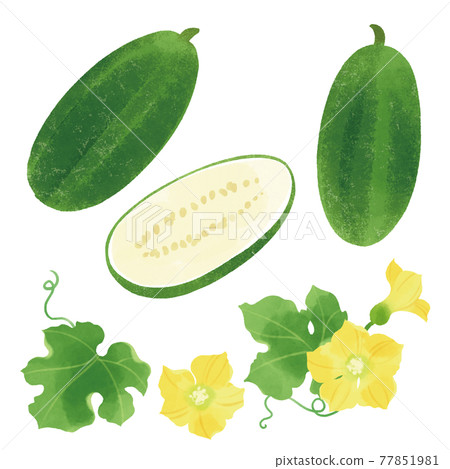 Hand-drawn illustration of winter melon flowers... - Stock Illustration ...