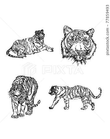 Chinese Tiger Line Drawing