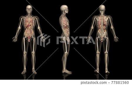 Perspective view of human body List by... - Stock Illustration ...