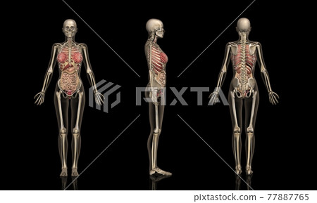 Perspective view of human body List by... - Stock Illustration ...