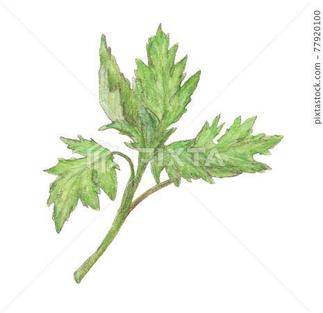 japanese mugwort, edible wild plants, mugwort - Stock Illustration ...