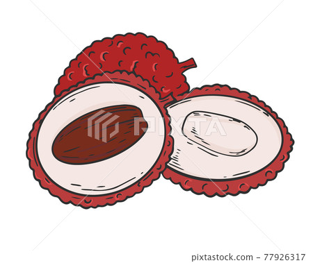 Fresh lychee fruits, whole and rug. Vector.... - Stock Illustration ...