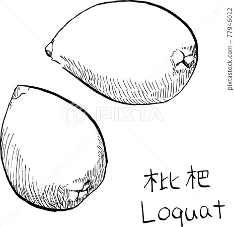 Loquat pen drawing black and white vector - Stock Illustration ...