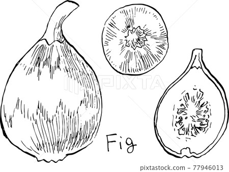 Fig pen drawing black and white vector - Stock Illustration [77946013 ...