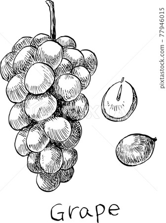 Grape pen drawing black and white vector - Stock Illustration [77946015 ...