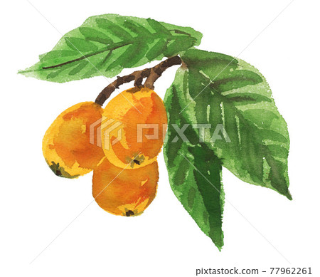 fruit, fruits, loquat - Stock Illustration [77962261] - PIXTA