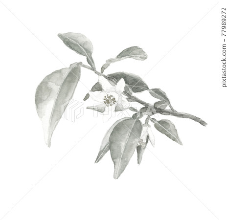 Ink painting style watercolor: Yuzu flower with... - Stock Illustration ...