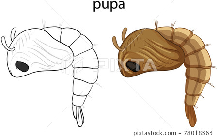 Pupa in colour and doodle isolated - Stock Illustration [78018363] - PIXTA