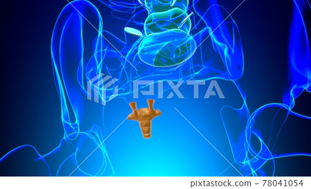 Human Skeleton Vertebral Column Coccyx or tail... - Stock Illustration ...