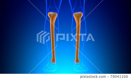 Human skeleton anatomy Tibia Bone 3D Rendering-插圖素材 [78041108] - PIXTA圖庫
