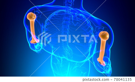 Human skeleton anatomy Humerus Bone 3D Rendering - Stock Illustration ...