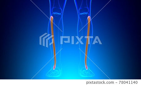 Human skeleton anatomy Fibula Bone 3D Rendering - Stock Illustration ...