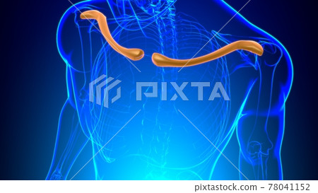 Human skeleton anatomy Clavicle Bones 3D Rendering - Stock Illustration ...