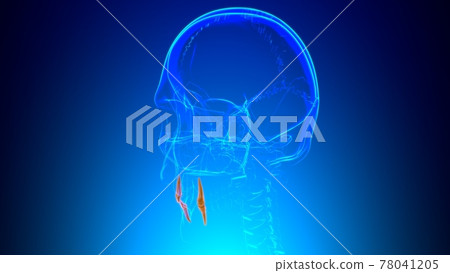 Human Teeth Canine Anatomy 3D Illustration-插圖素材 [78041205] - PIXTA圖庫