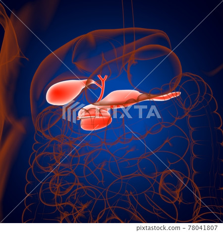 Gall Bladder Human Digestive System Anatomy 3D... - Stock Illustration ...