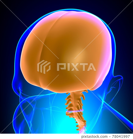 Dura mater Anatomy For Medical Concept 3D - Stock Illustration ...
