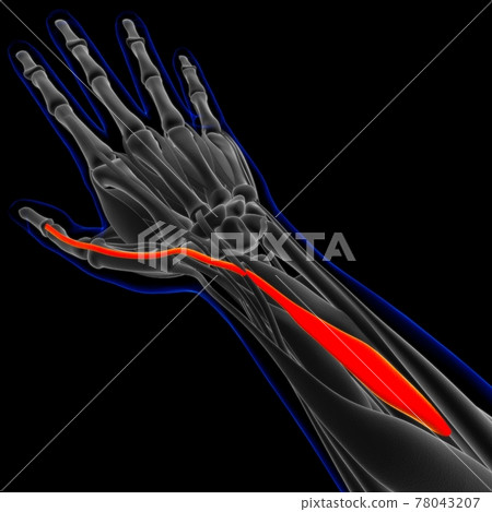 Extensor Pollicis Longus Muscle Anatomy For...-插圖素材 [78043207] - PIXTA圖庫