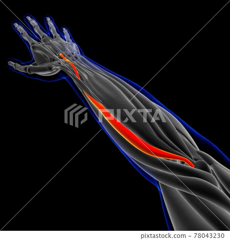 Extensor Carpi Radialis Brevis Muscle Anatomy... - Stock Illustration ...