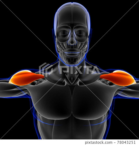 Deltoideus Muscle Anatomy For Medical Concept... - Stock Illustration ...