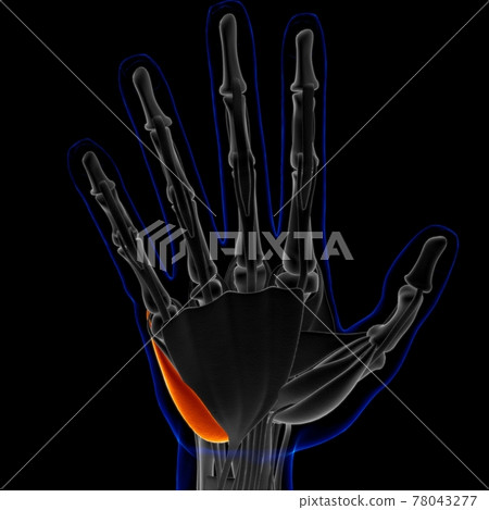 Abductor Digiti Quinti Brevis Muscle Of Hand... - Stock Illustration ...