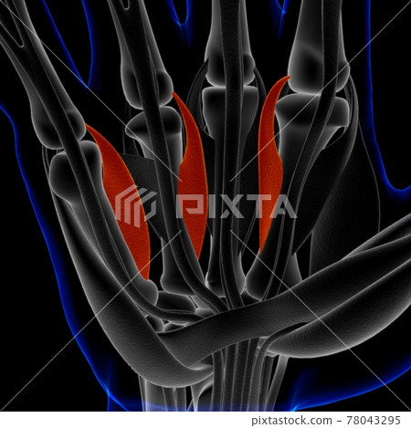 Palmar Interossei Muscle Anatomy For Medical... - Stock Illustration ...