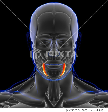 Depressor Anguli Oris Muscle Anatomy For... - Stock Illustration ...