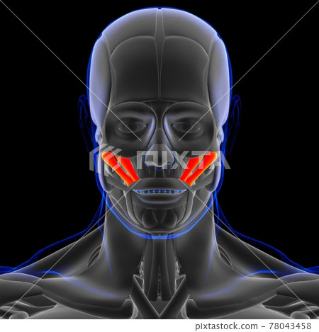 Zygomaticus Major and minor Muscle Anatomy For...-插圖素材 [78043458] - PIXTA圖庫