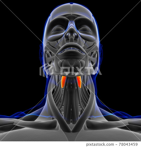 Thyrohyoid Muscle Anatomy For Medical Concept 3D - Stock Illustration ...