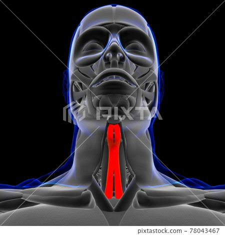 Sternohyoid Muscle Anatomy For Medical Concept 3D - Stock Illustration ...