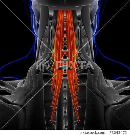 Semispinalis Capitis Muscle Anatomy For Medical... - Stock Illustration ...